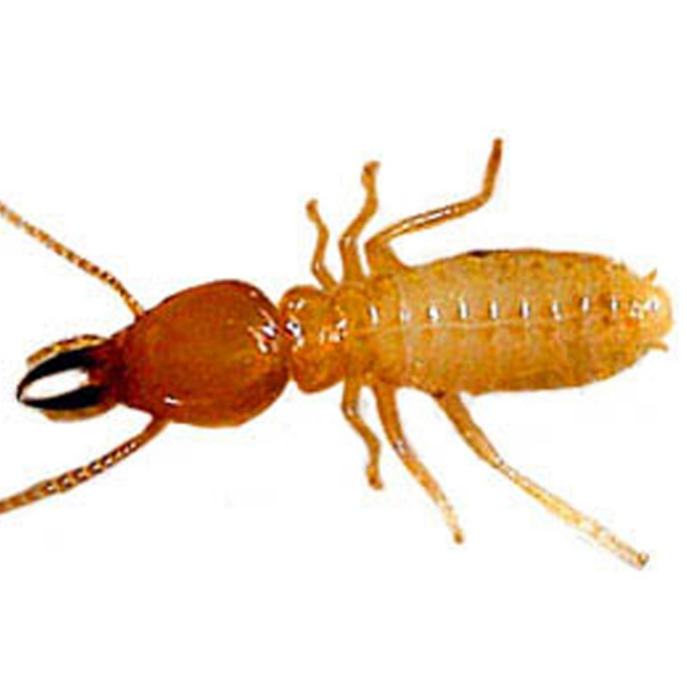 Formosan termites store