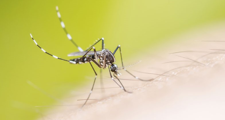 Mosquitoes in the Fall - Massey Services, Inc.