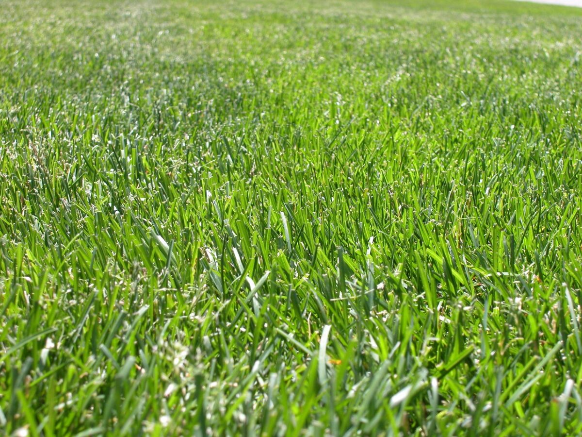 Preparing Your Florida Lawn for the Dry Season - Massey Services, Inc.