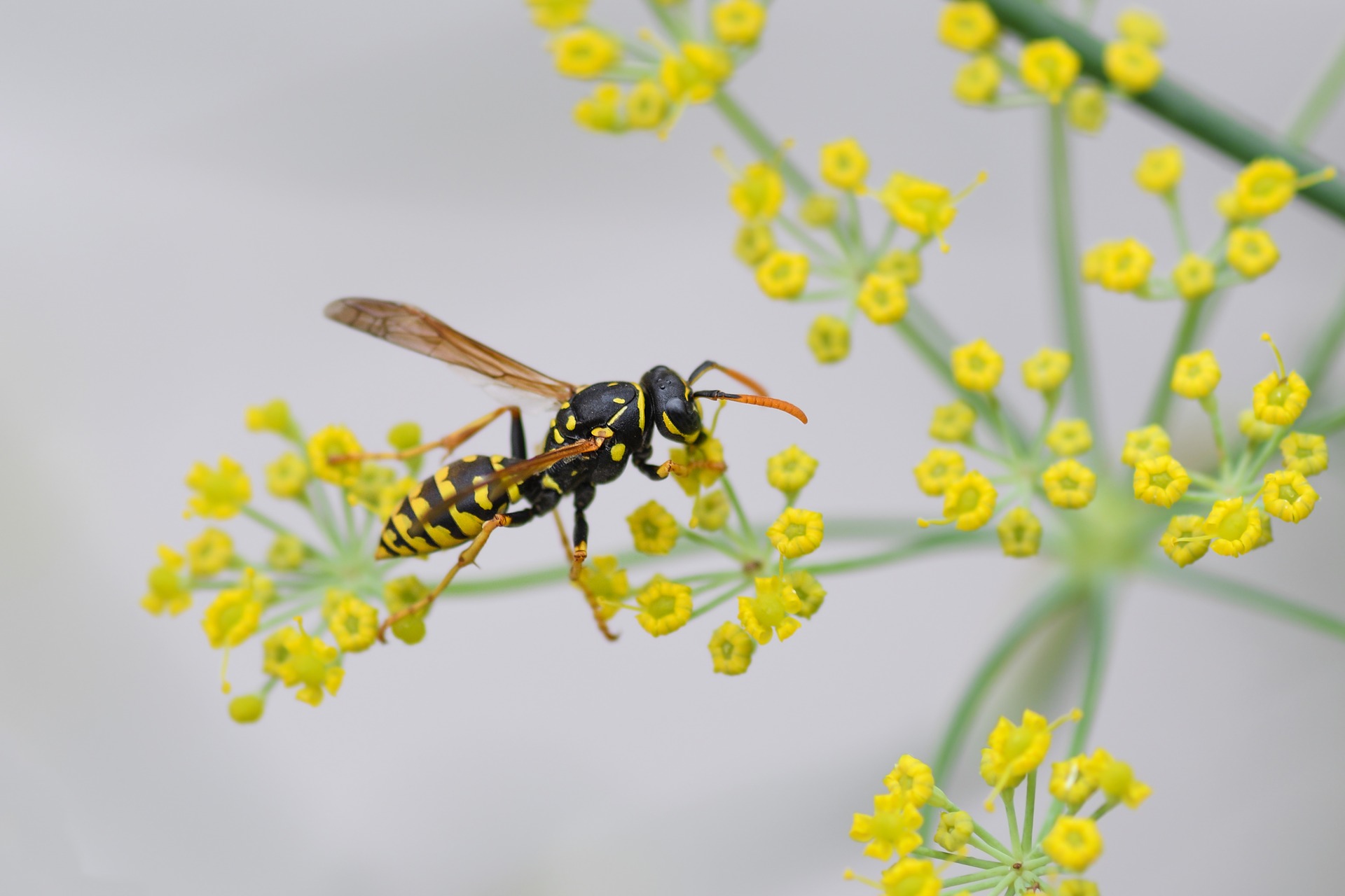 Dealing with Wasp Nests this Summer - Massey Services, Inc.