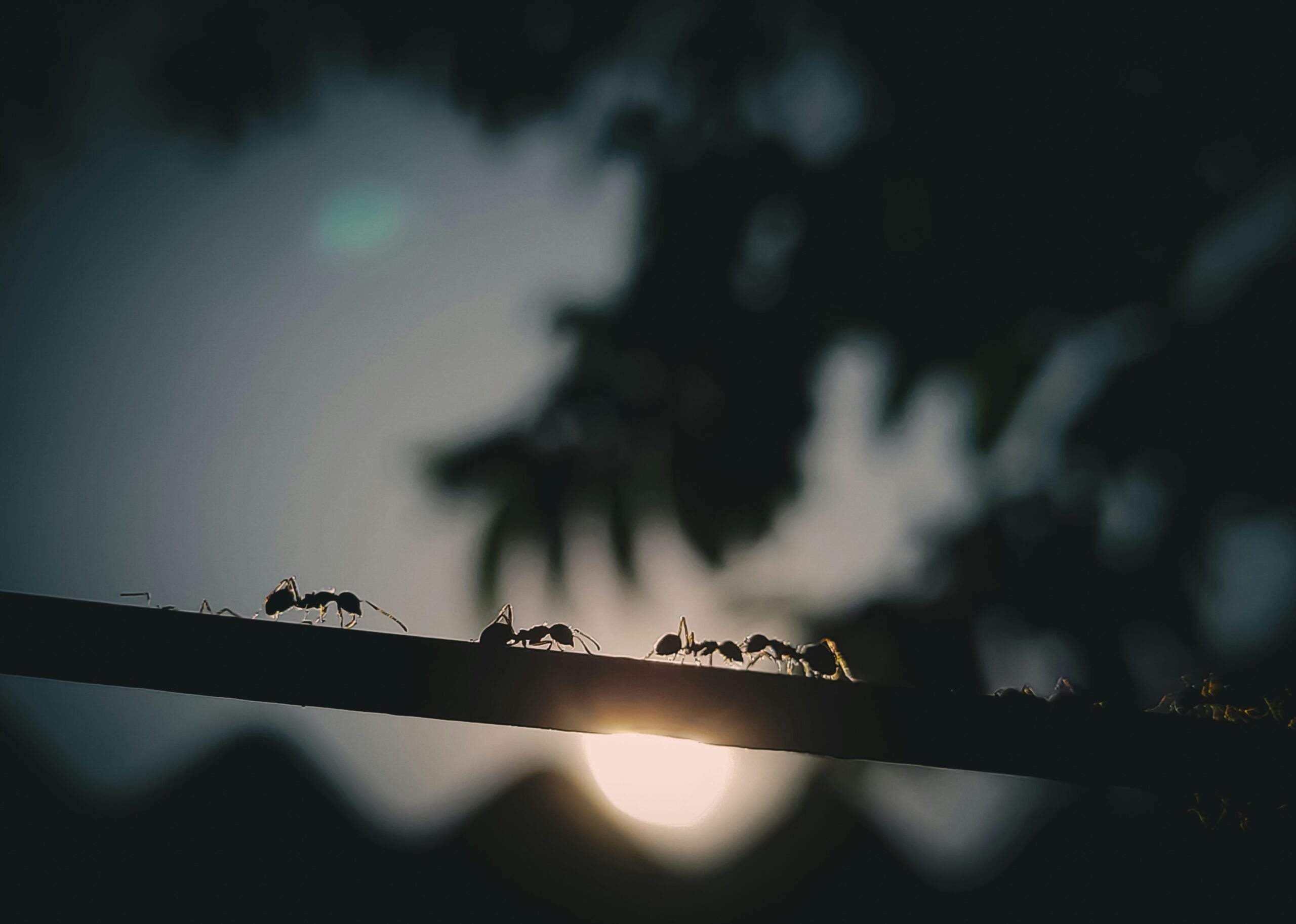 What You Need to Know About Ant Bites in Baton Rouge - Massey Services