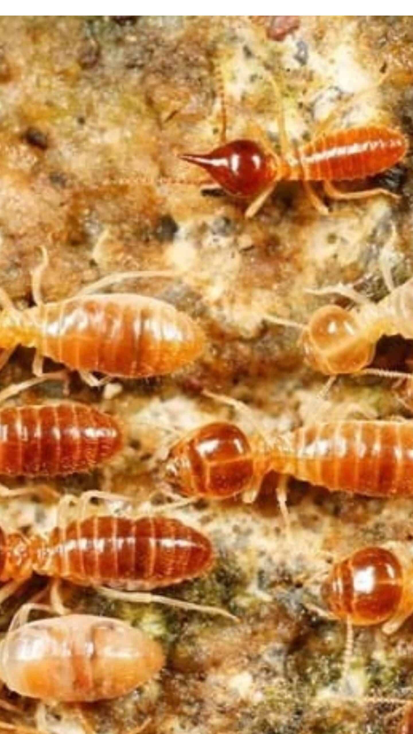 What to Expect During a Termite Inspection - Massey Services