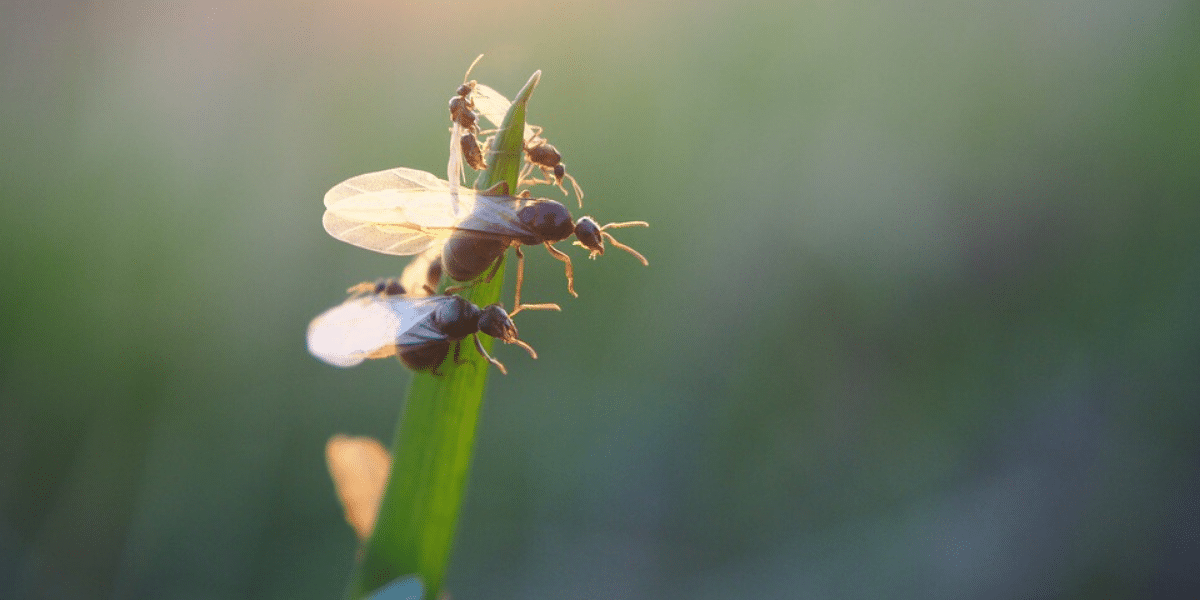 The Ultimate Guide to Understanding the Differences Between Ants and ...