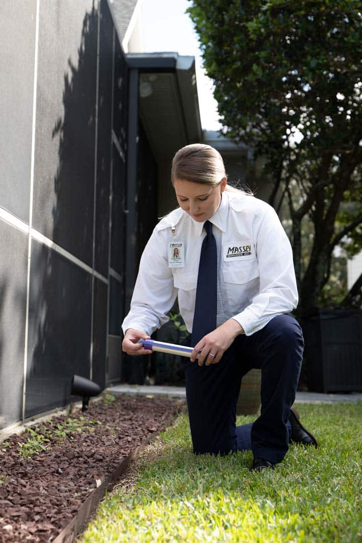 Termite - Massey Services